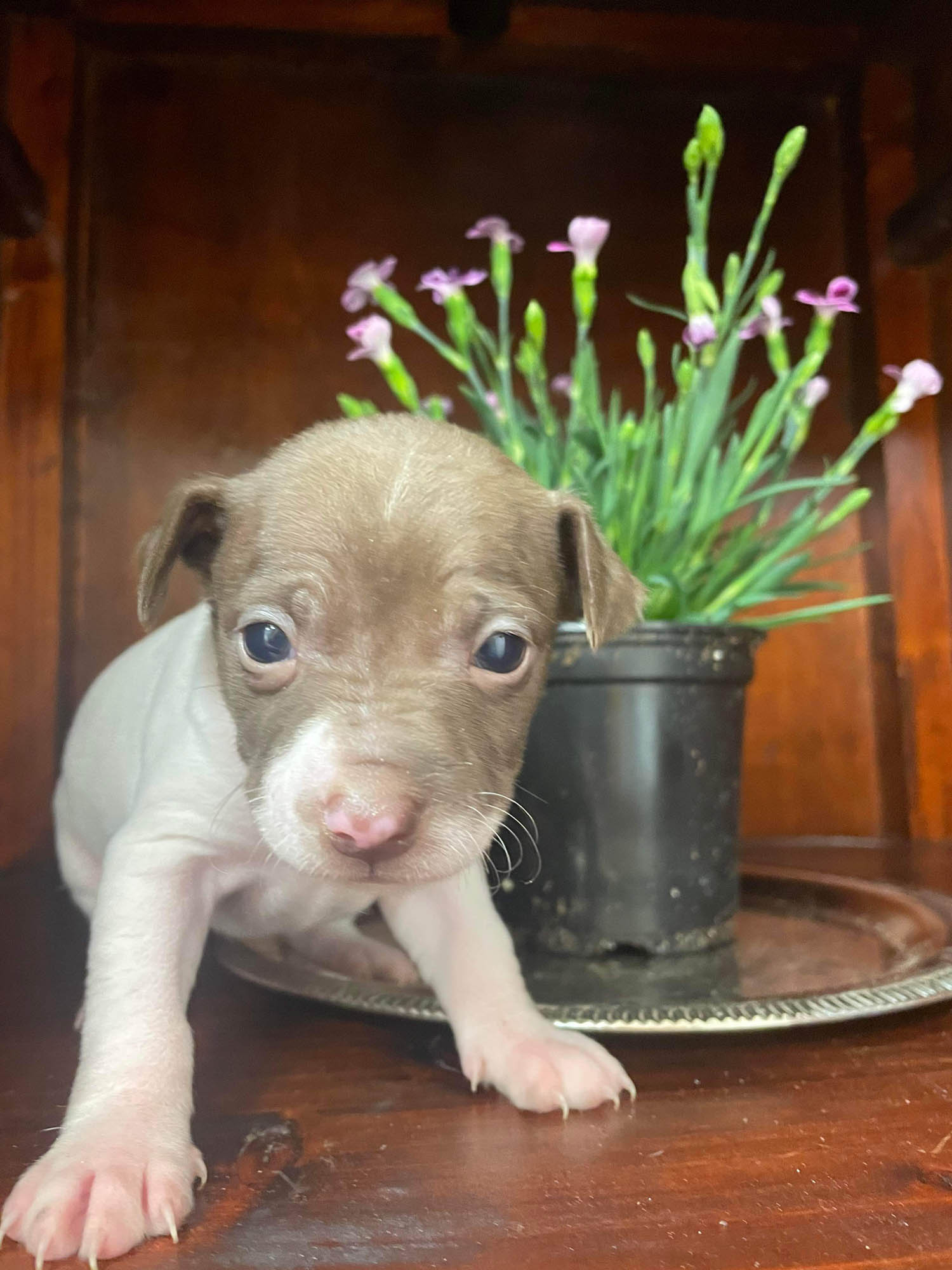 Puppies Available Now – MOCHA RANCH
